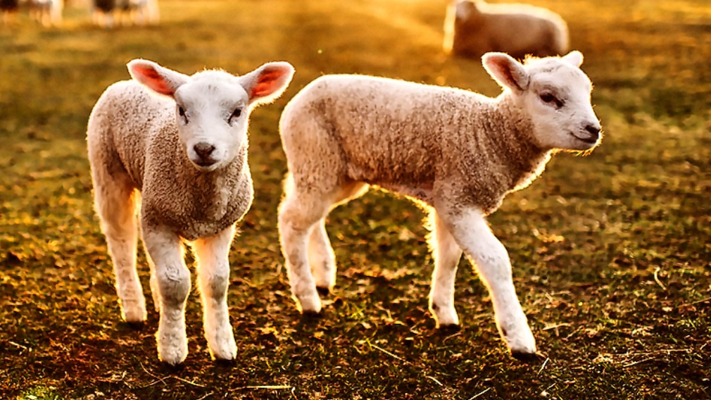 Color Projects 6 Professional: Key und Download - COMPUTER BILD