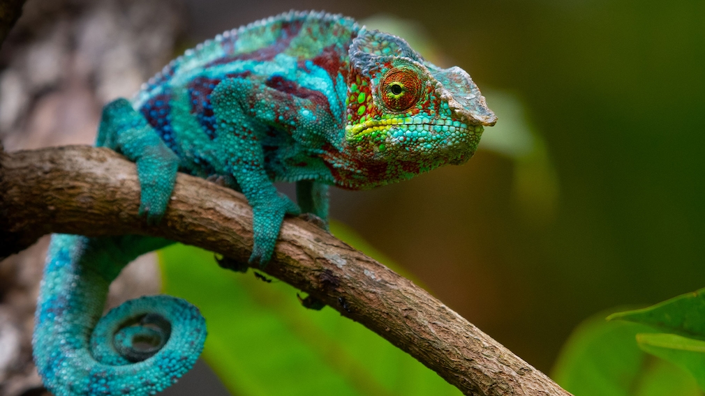 K-Meleon-Browser: Review – Firefox-Verwandter mit Goanna-Engine ...