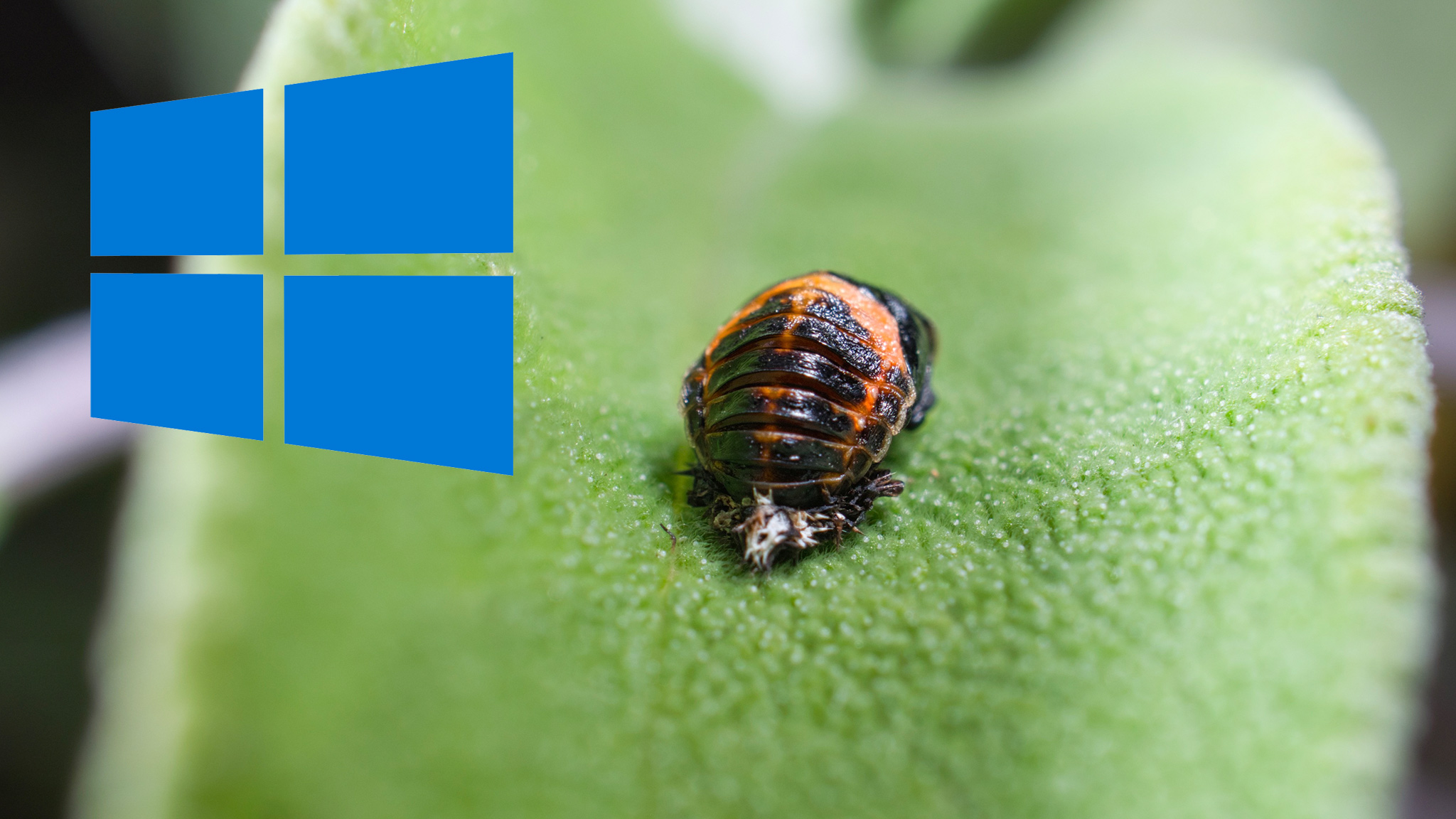 Bug Shooting: Screen Capture – mit Screenshot-Tool Bugs melden ...