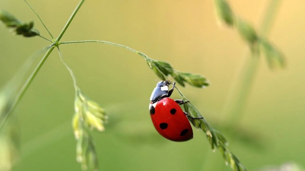 Ladybird: Neuer Browser als Gecko- und Chromium-Alternative - COMPUTER BILD