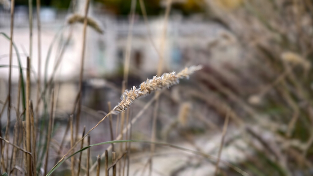 Vivo X300 Pro im Test: Kamera-Star schlägt Samsung - COMPUTER BILD