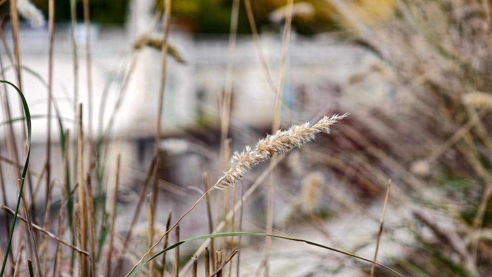 Vivo X300 Pro im Test: Kamera-Star schlägt Samsung - COMPUTER BILD