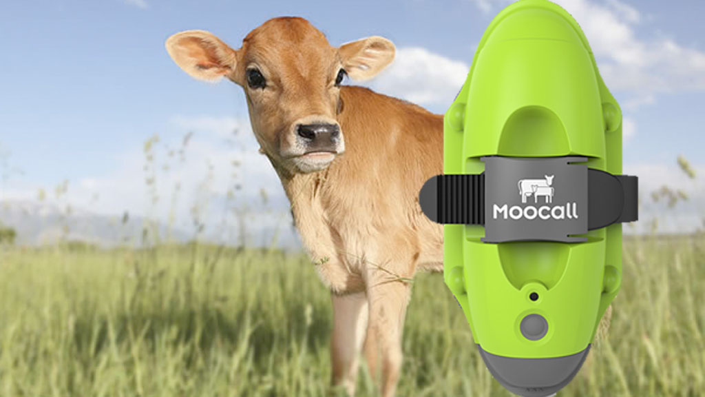 Moocall: Dieses Smartphone ist für Kühe - COMPUTER BILD